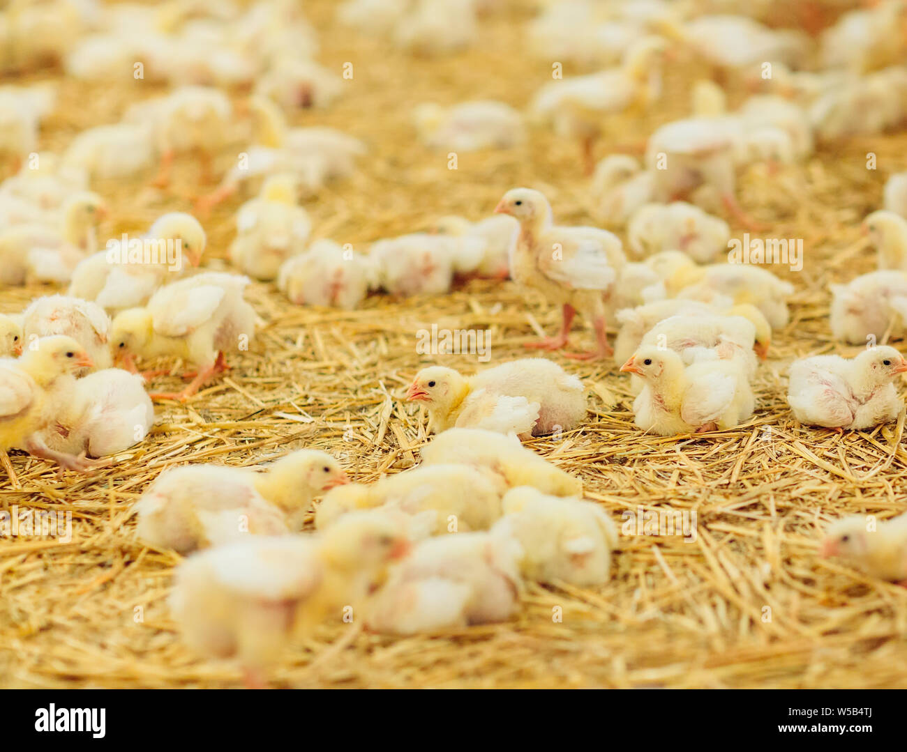 Big indoors modern chicken farm, chicken feeding Stock Photo - Alamy