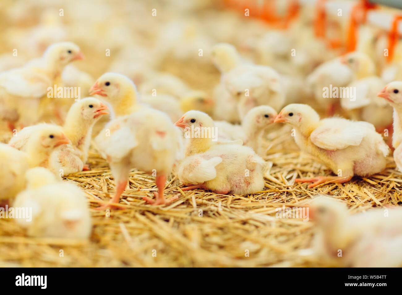 Big indoors modern chicken farm, chicken feeding Stock Photo - Alamy