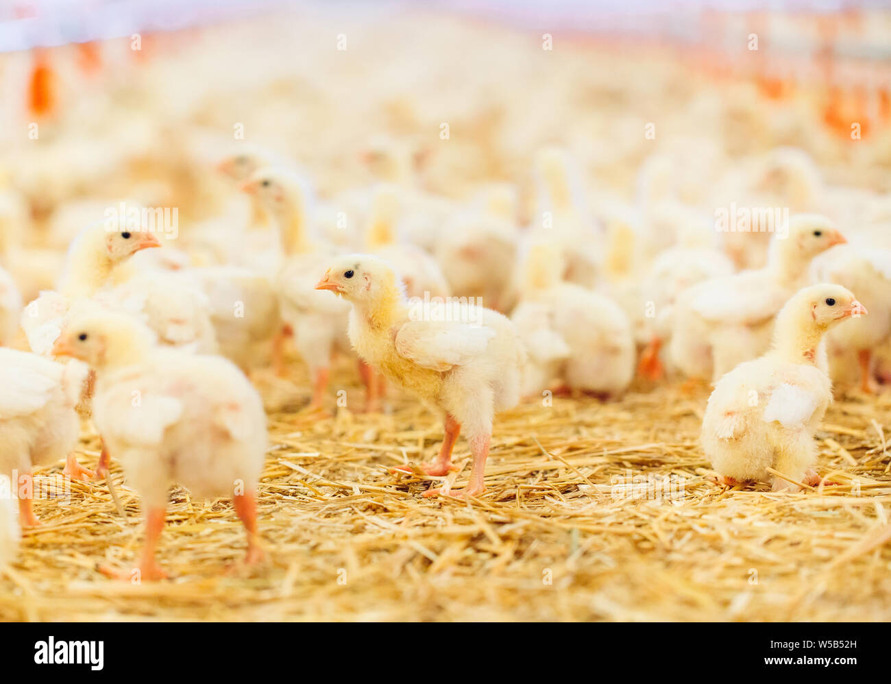 Big indoors modern chicken farm, chicken feeding Stock Photo - Alamy