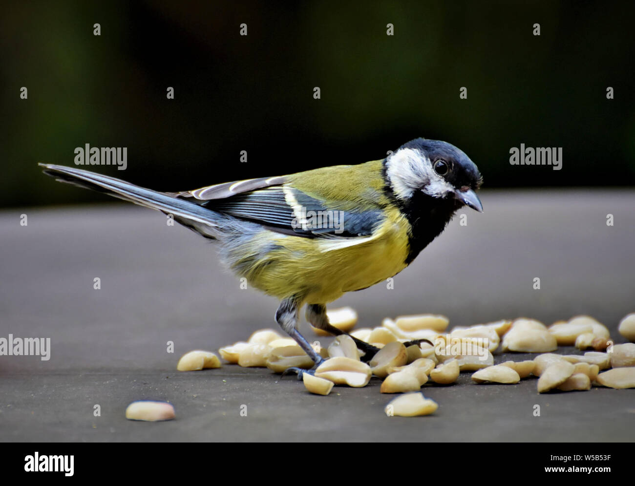Nut bird hi-res stock photography and images - Alamy