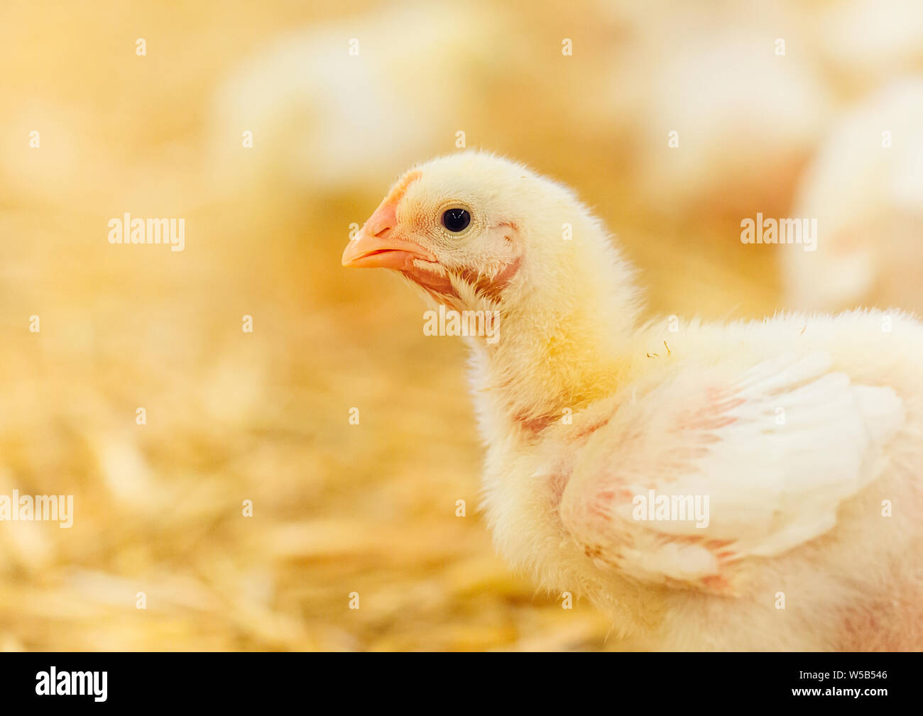 Big indoors modern chicken farm, chicken feeding Stock Photo - Alamy