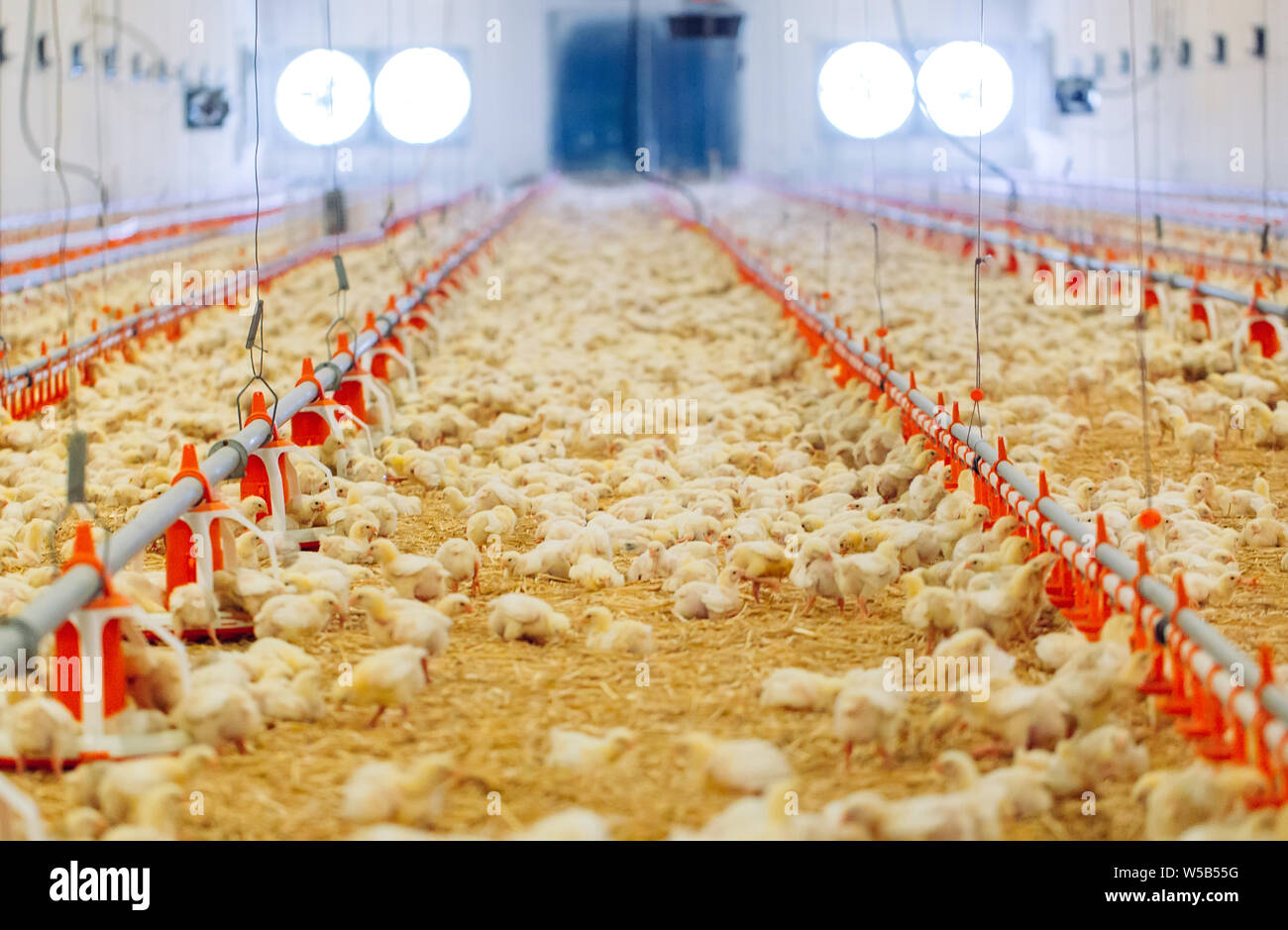 Big indoors modern chicken farm, chicken feeding Stock Photo - Alamy