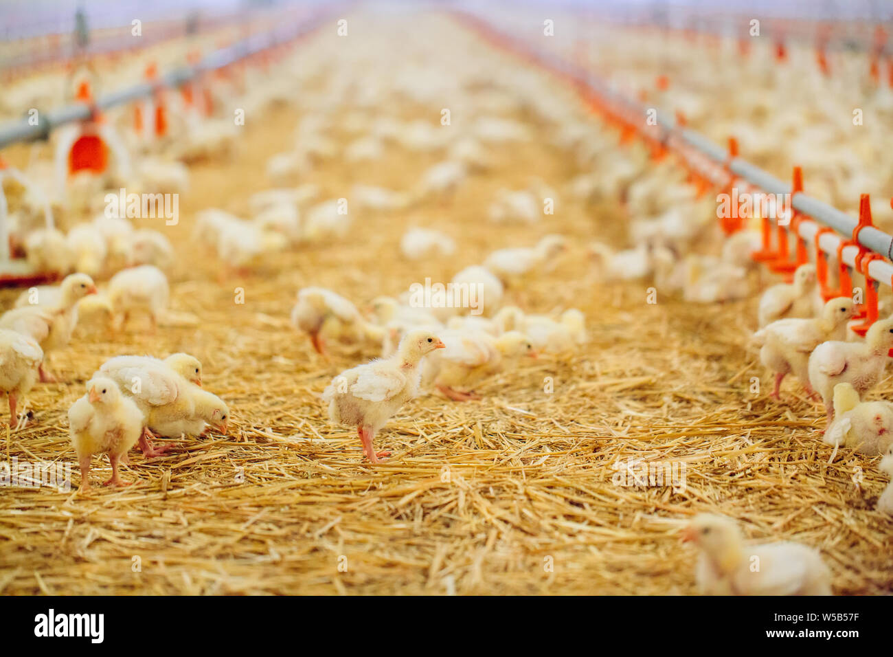Big indoors modern chicken farm, chicken feeding Stock Photo - Alamy