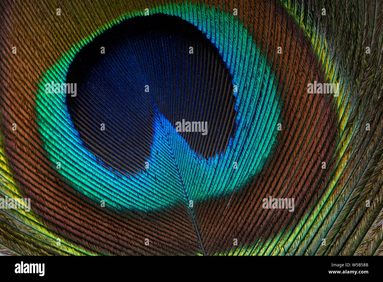 Peacock blue texture hi-res stock photography and images - Alamy