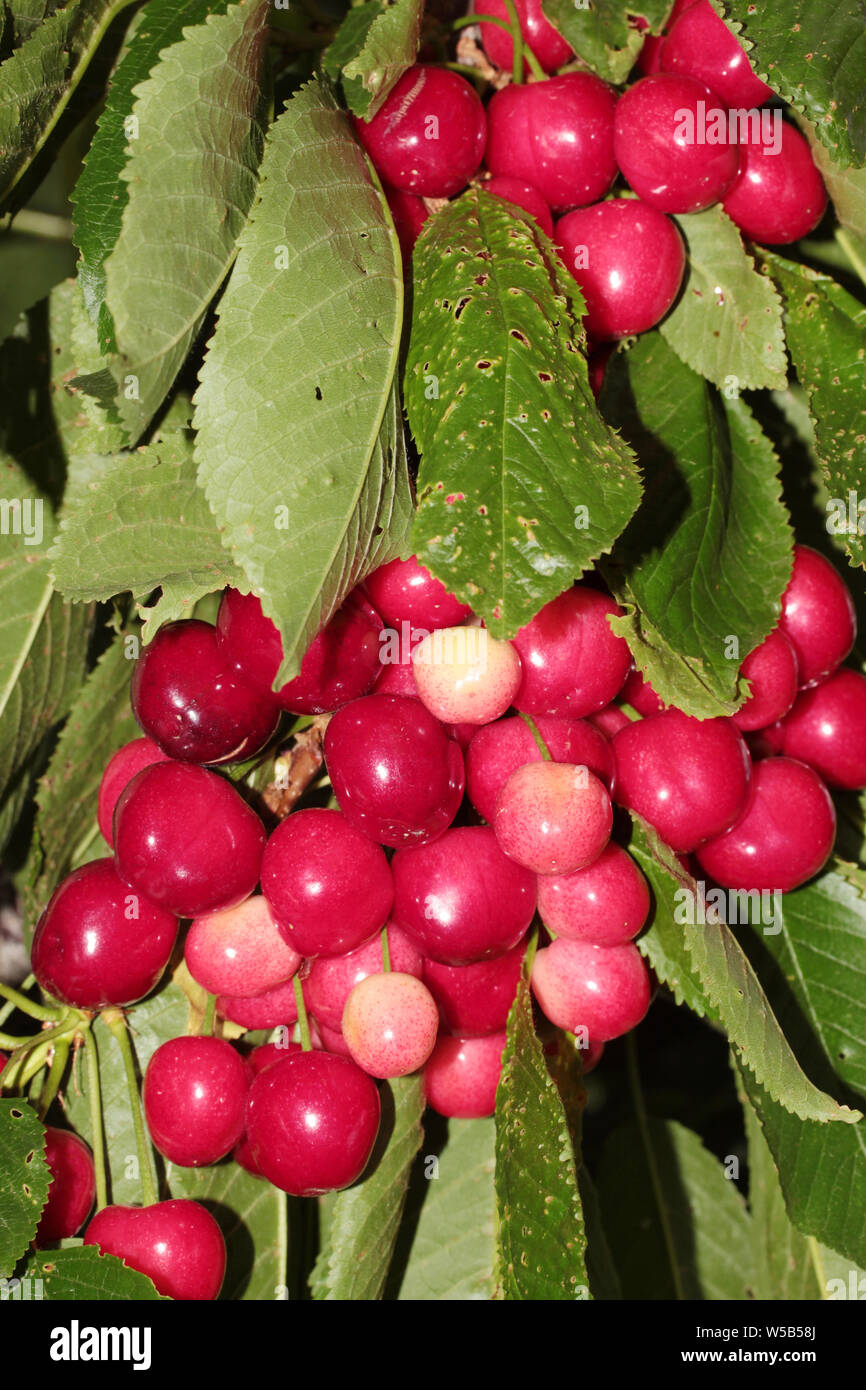Cherries hanging on a cherry tree branch Stock Photo - Alamy