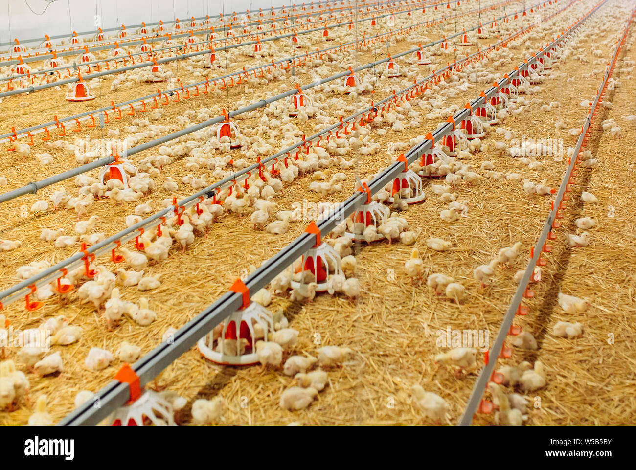 Big indoors modern chicken farm, chicken feeding Stock Photo - Alamy