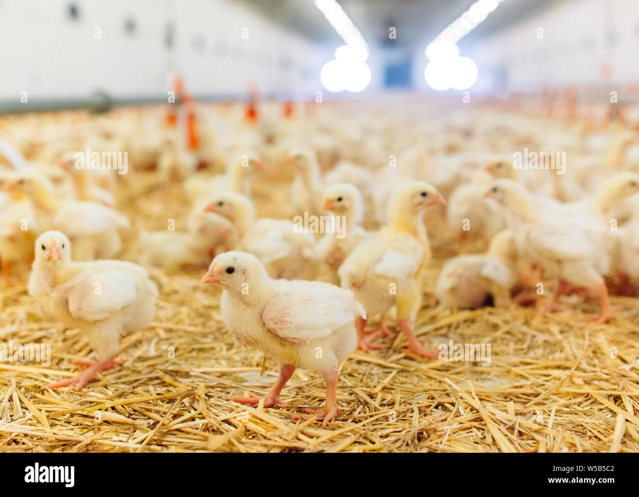 Big indoors modern chicken farm, chicken feeding Stock Photo - Alamy