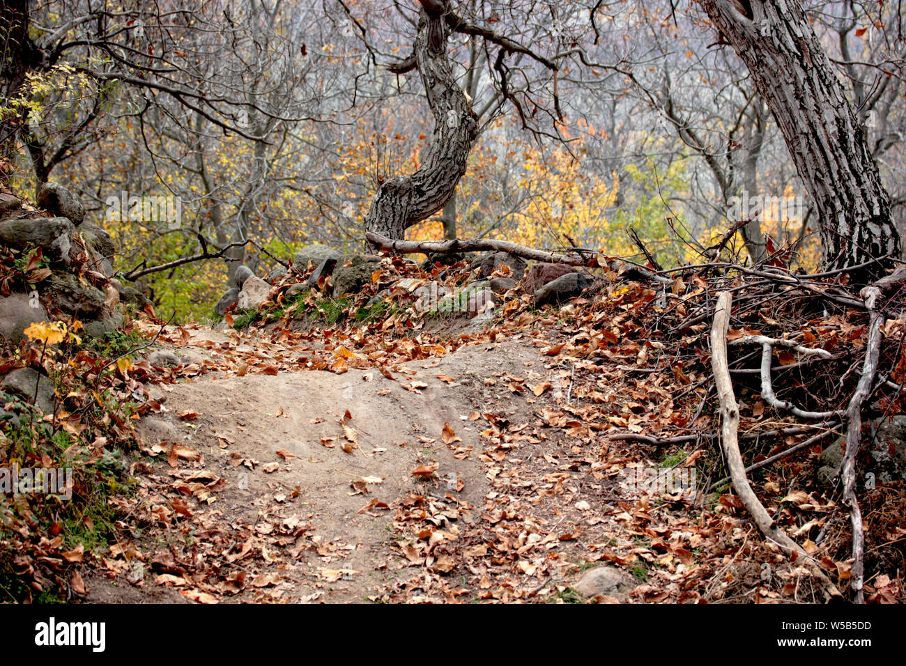 beautiful nature in autumn Stock Photo - Alamy