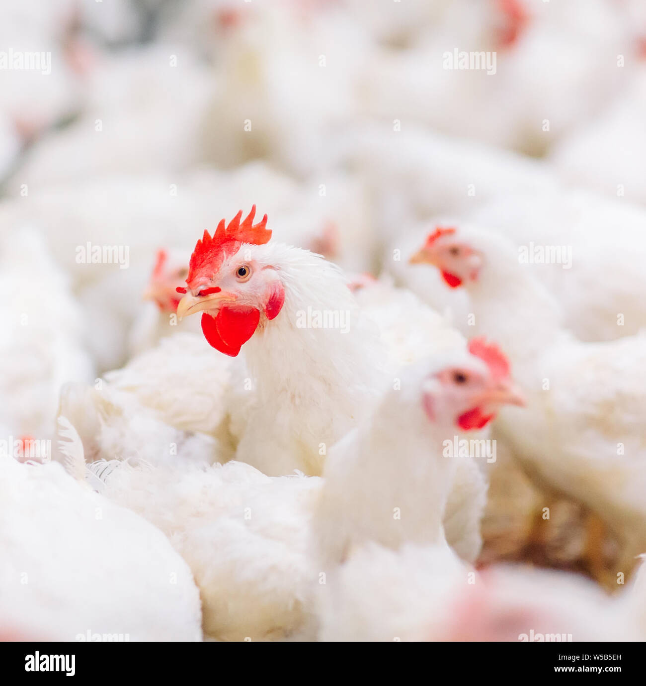 Big indoors modern chicken farm, chicken feeding Stock Photo - Alamy
