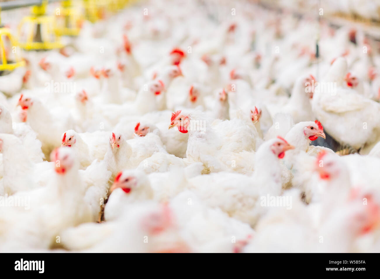Big indoors modern chicken farm, chicken feeding Stock Photo - Alamy