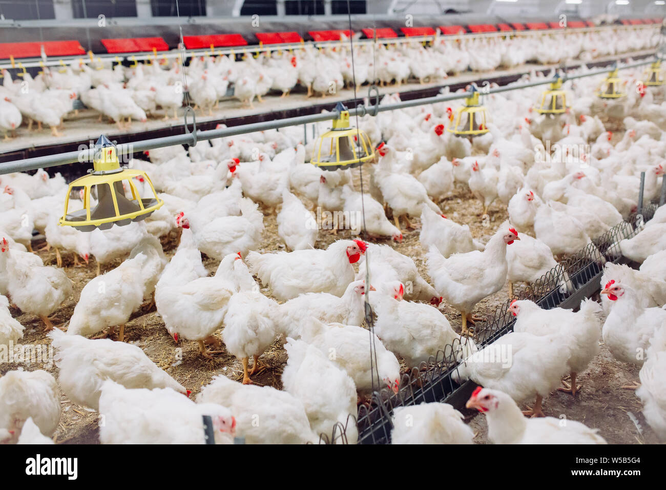 Big indoors modern chicken farm, chicken feeding Stock Photo - Alamy