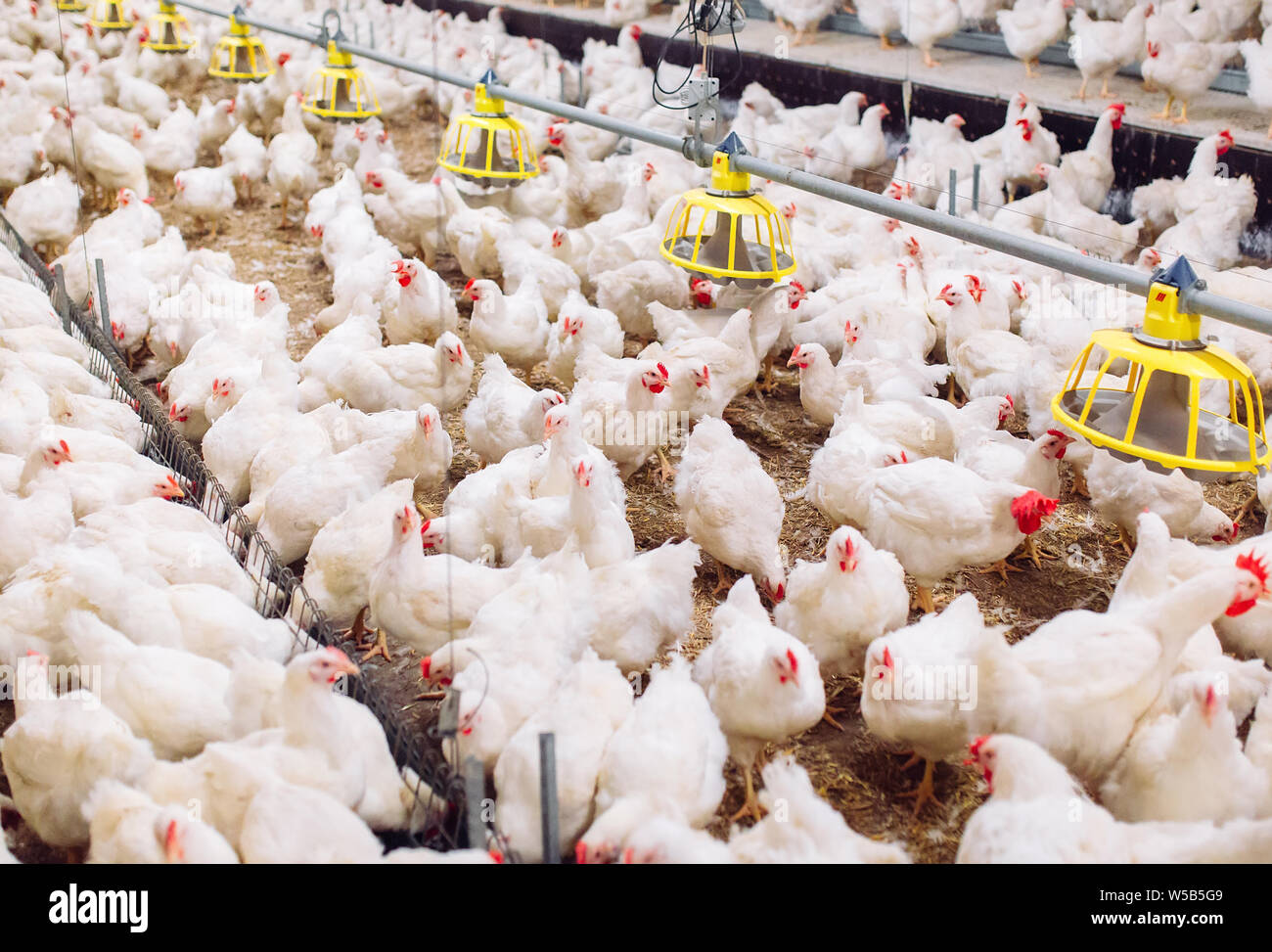 Big indoors modern chicken farm, chicken feeding Stock Photo - Alamy