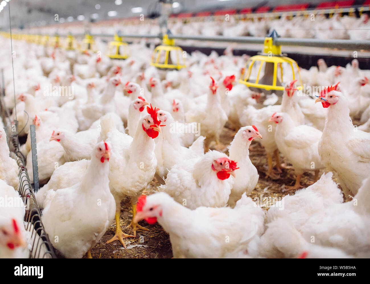 Big indoors modern chicken farm, chicken feeding Stock Photo - Alamy