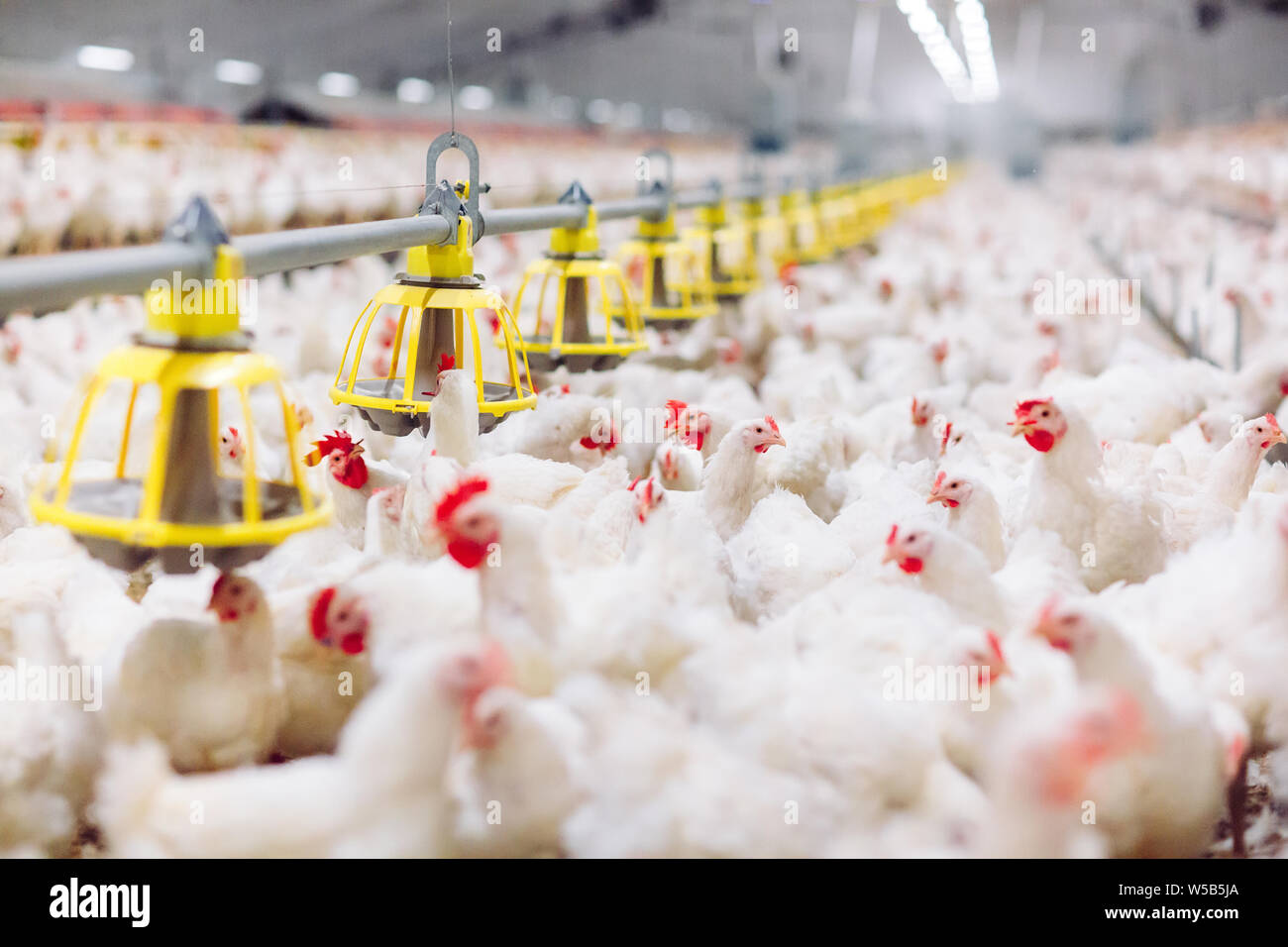 Big indoors modern chicken farm, chicken feeding Stock Photo - Alamy