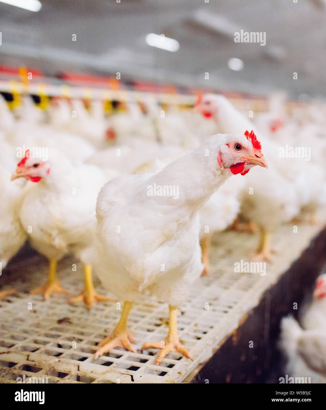 Big indoors modern chicken farm, chicken feeding Stock Photo - Alamy