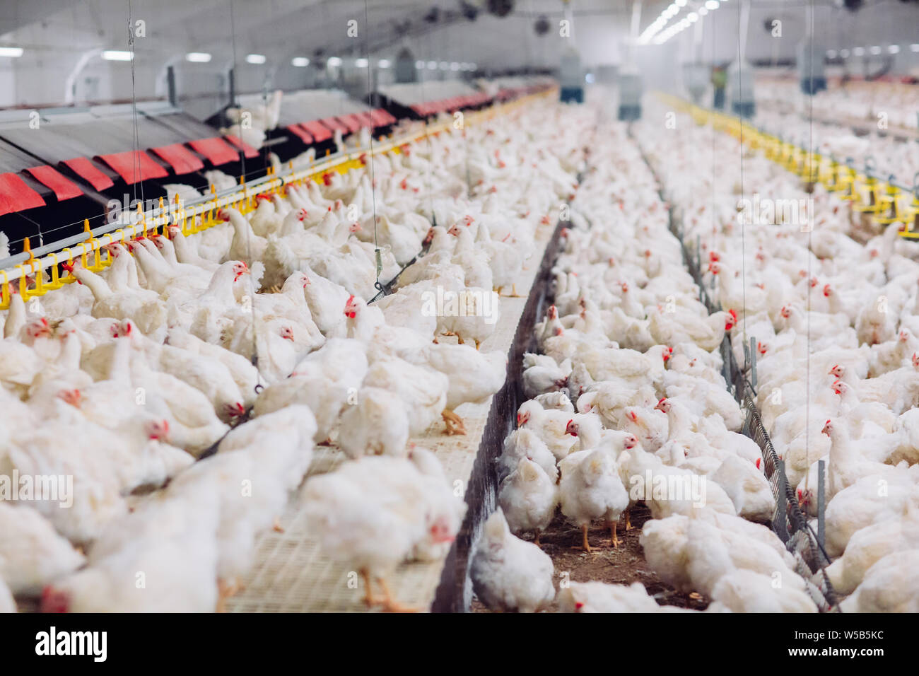 Big indoors modern chicken farm, chicken feeding Stock Photo - Alamy