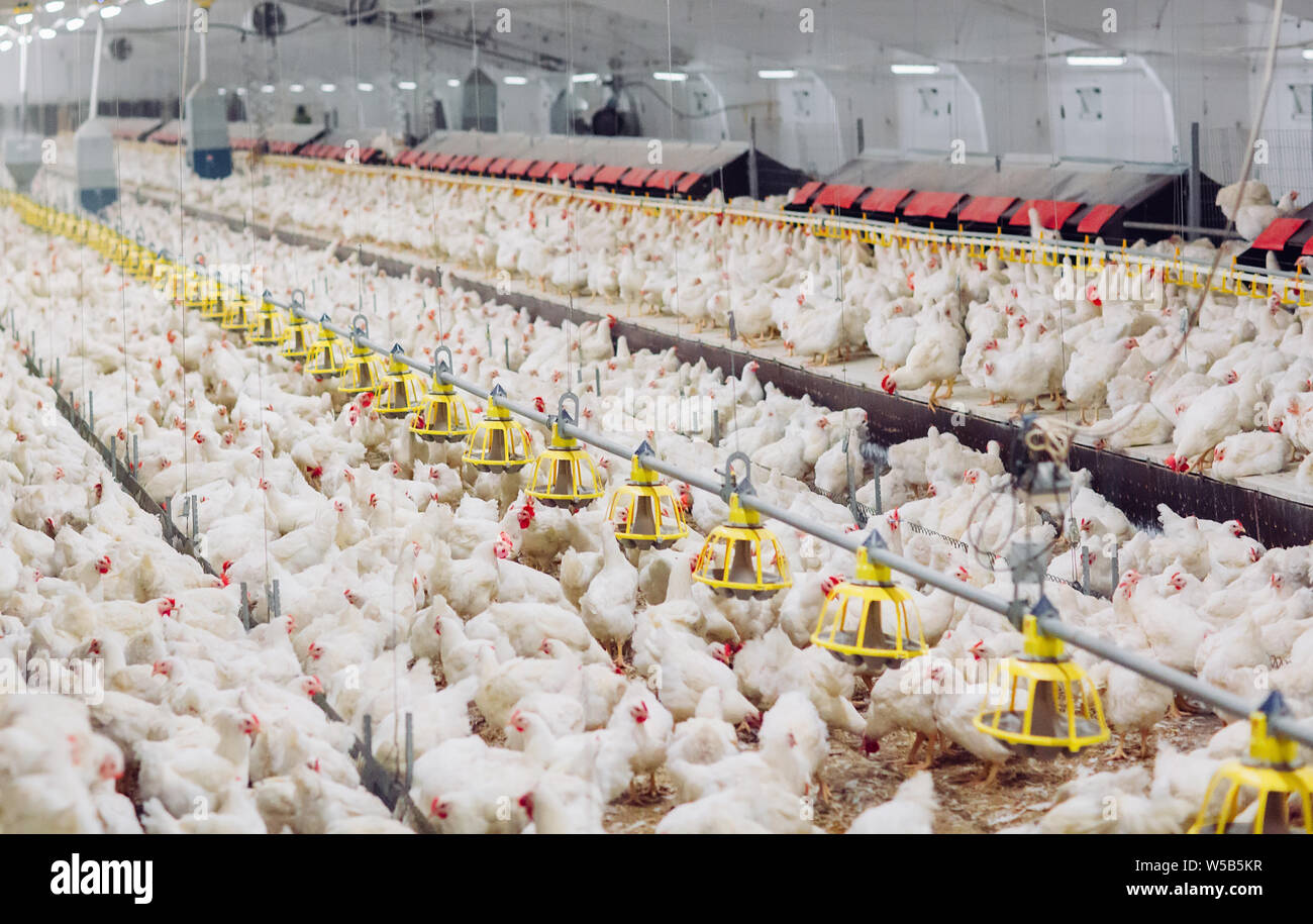 Big indoors modern chicken farm, chicken feeding Stock Photo - Alamy