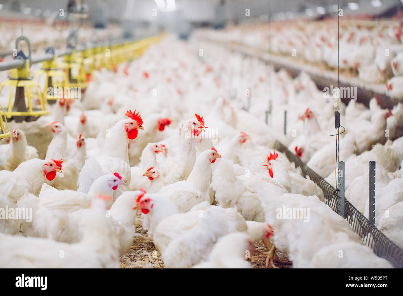 Big indoors modern chicken farm, chicken feeding Stock Photo - Alamy