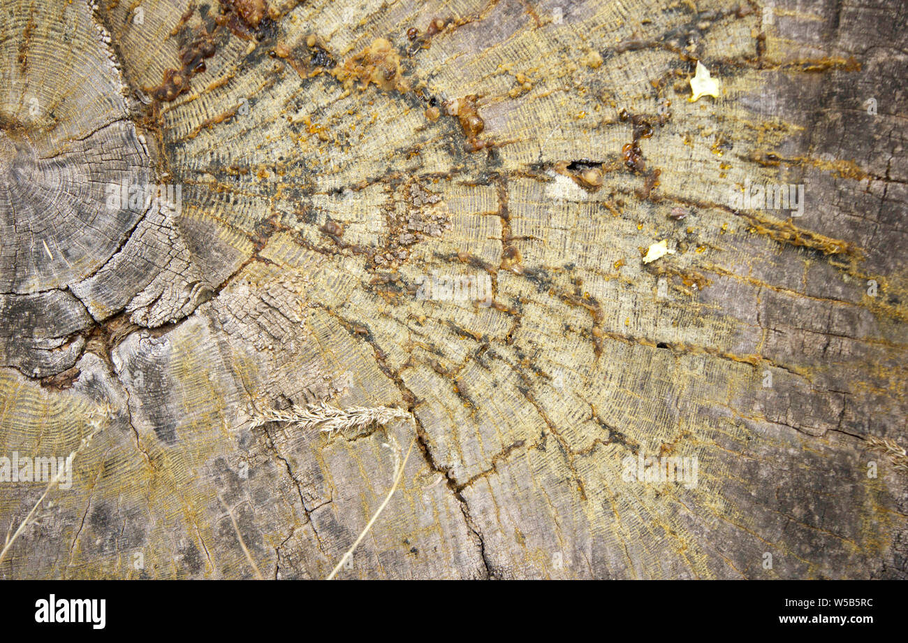 Wooden rings texture background Stock Photo - Alamy