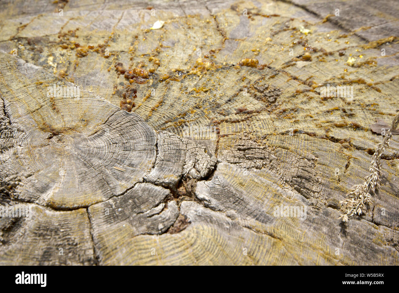 Wooden rings texture background Stock Photo - Alamy