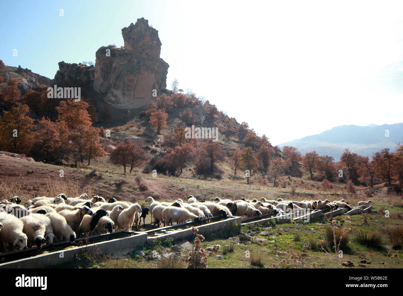 Flock sheep drinking water in hi-res stock photography and images - Alamy