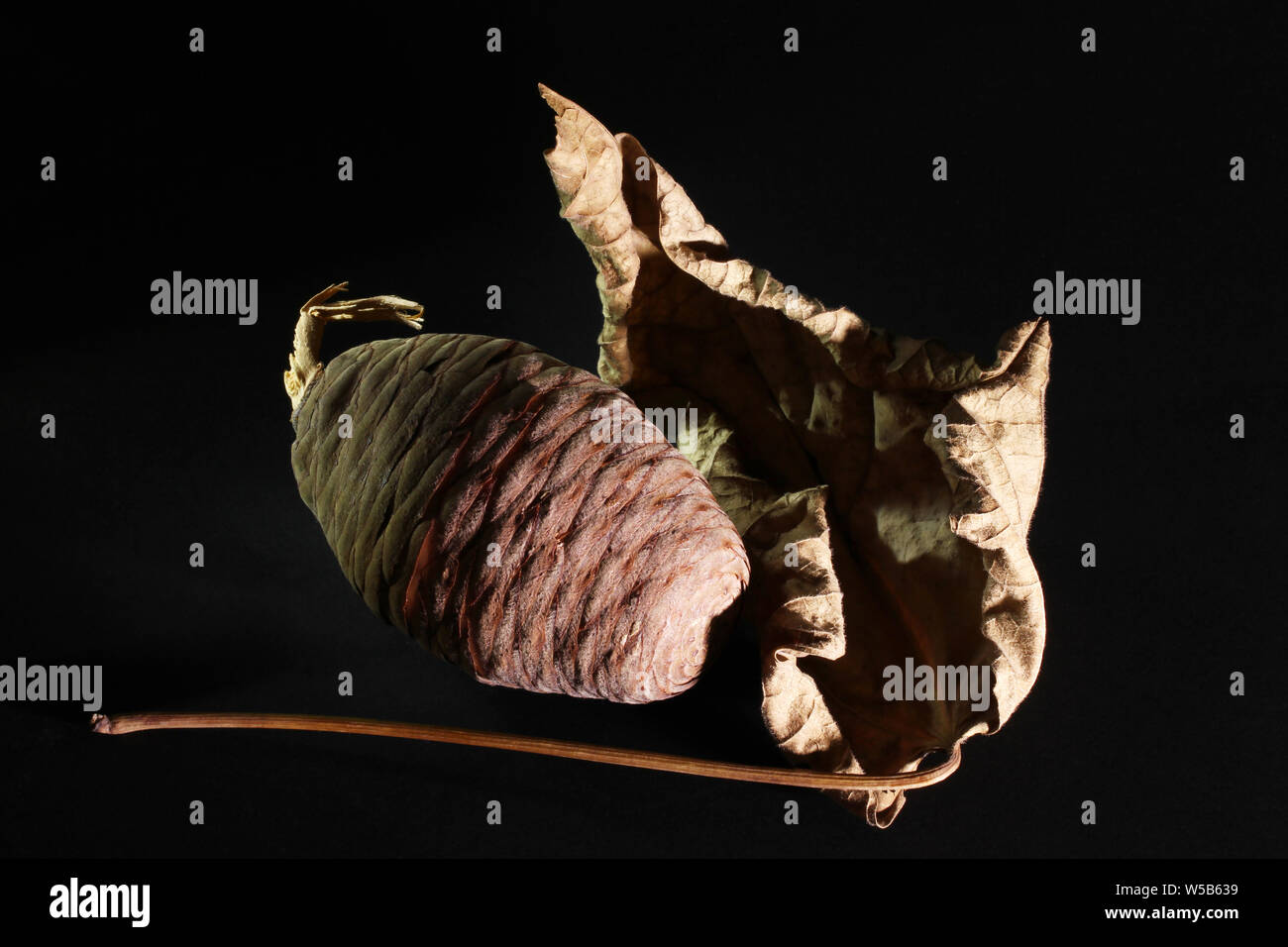 dry leaf and cone Stock Photo - Alamy