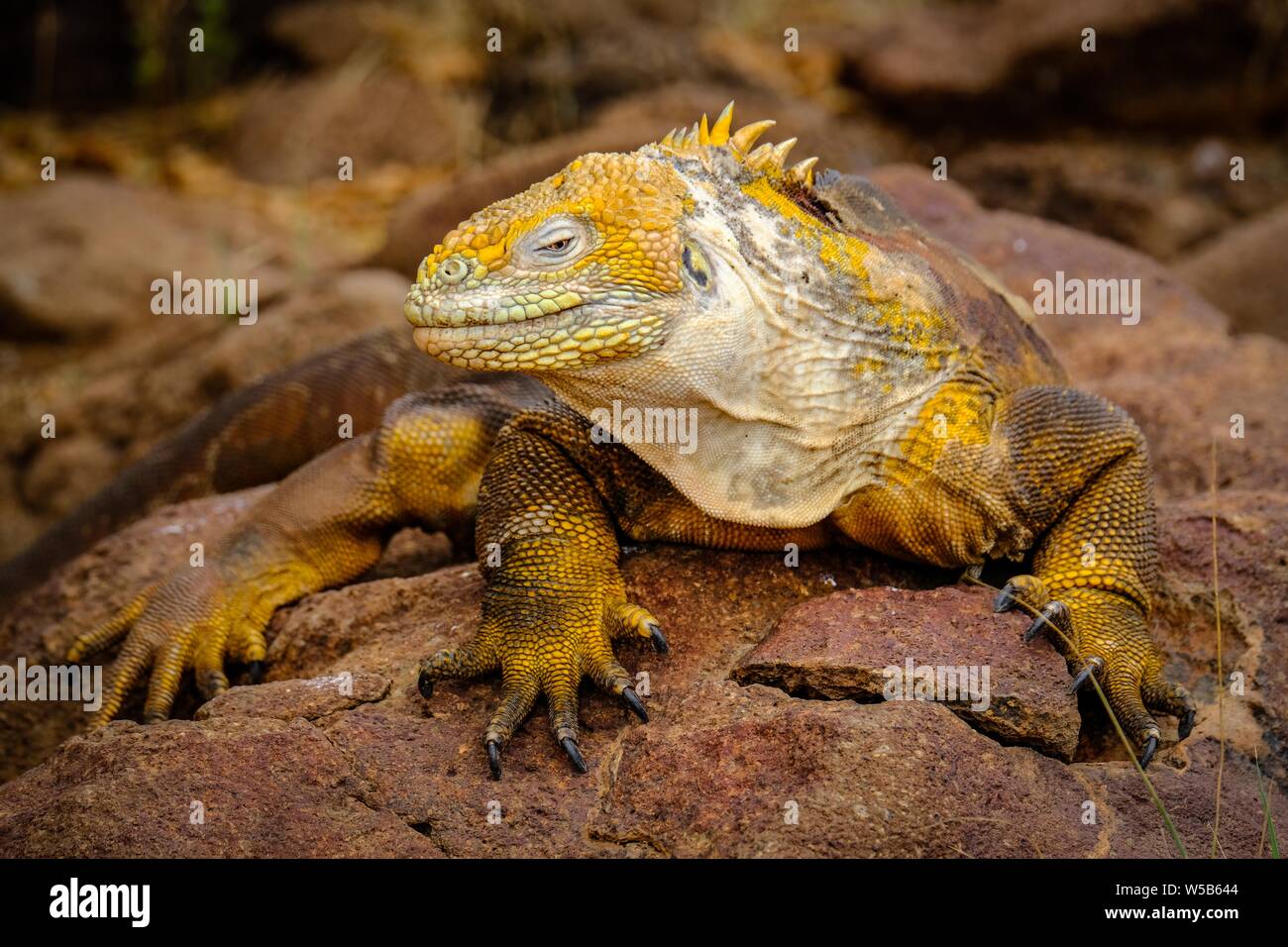 Male marine iguana resting hi-res stock photography and images - Alamy