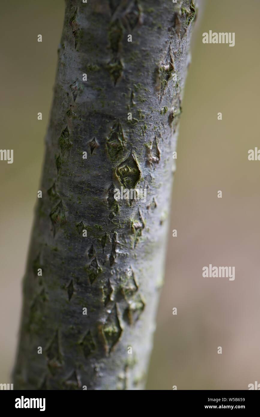 Growth Scars High Resolution Stock Photography and Images - Alamy