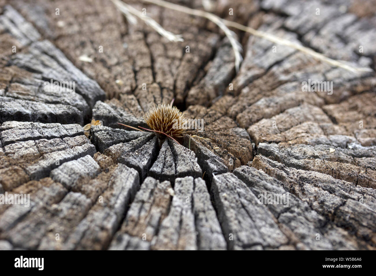 Tree ring texture background Stock Photo - Alamy