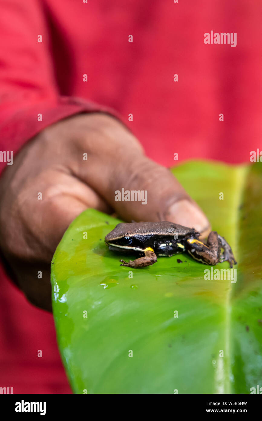 Amazon river frog hi-res stock photography and images - Alamy