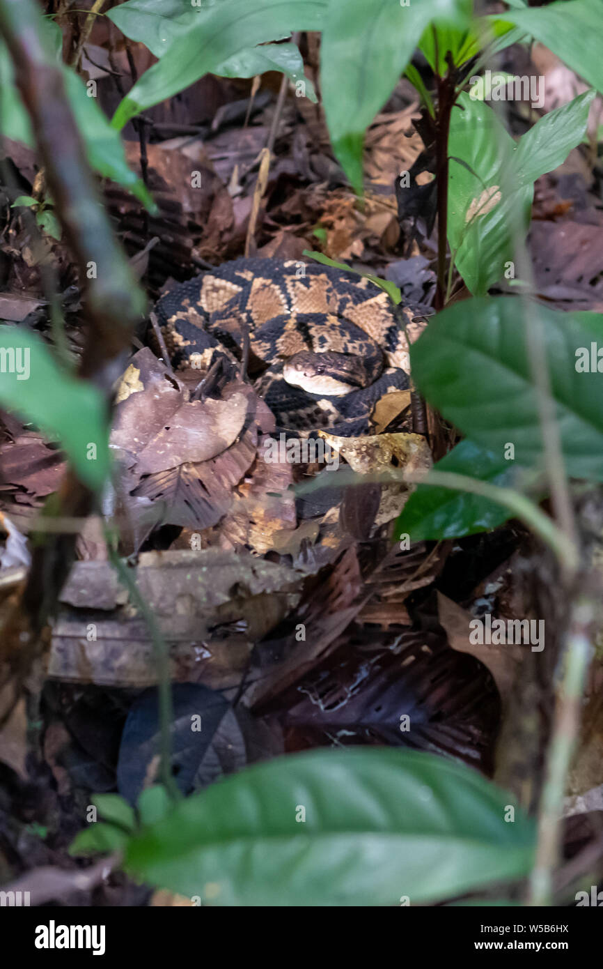 South American Bushmaster snake (Lachesis muta) in Amazonian Jungle of ...