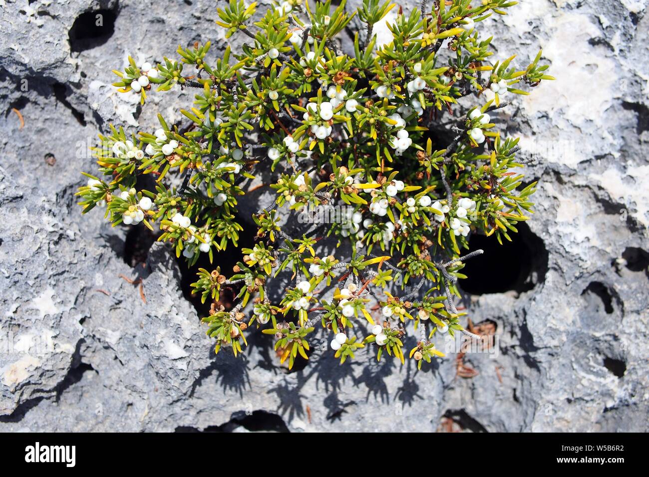 Sea purslane sesuvium portulacastrum hi-res stock photography and ...