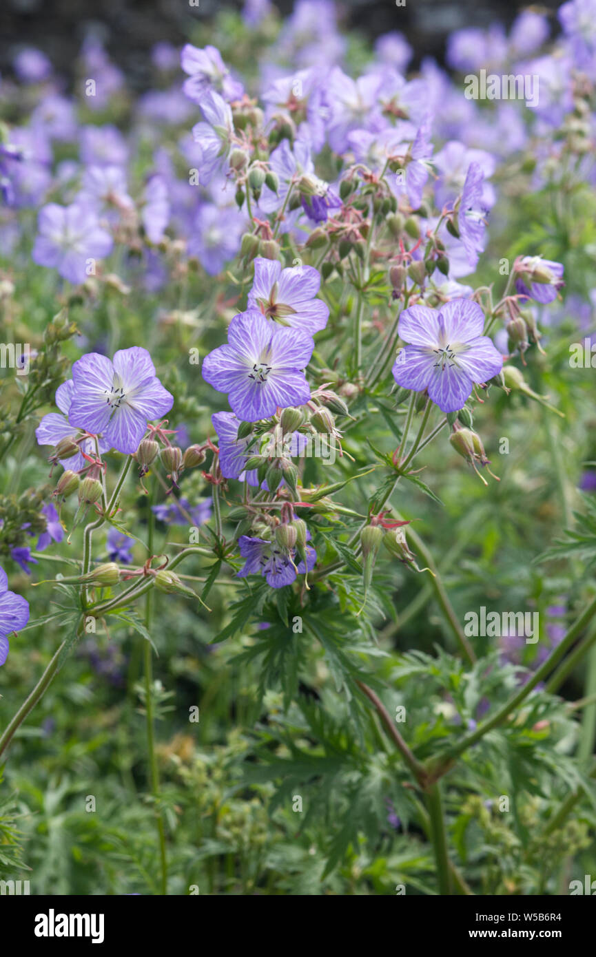 geranium erianthum, woolly cranesbill Stock Photo - Alamy
