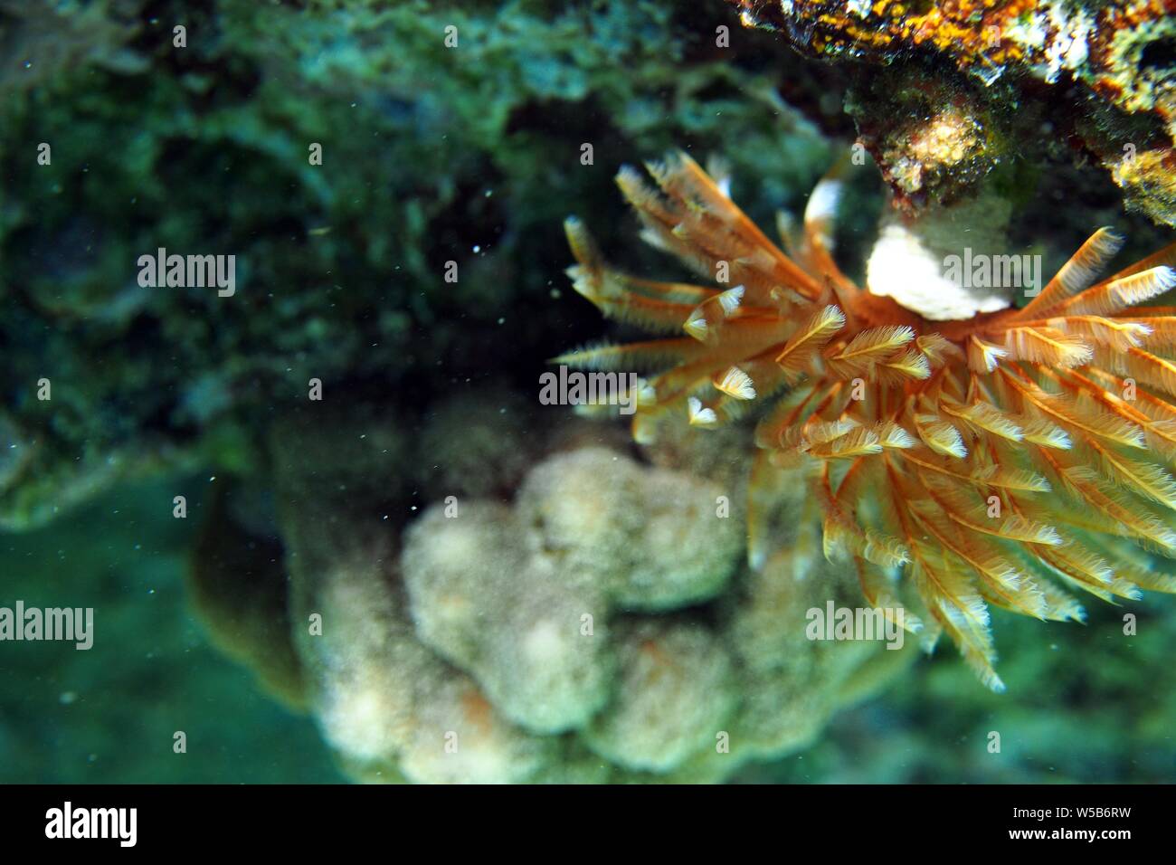 Magnificent Feather Duster worm (Sabellastarte magnifica), branchiae ...