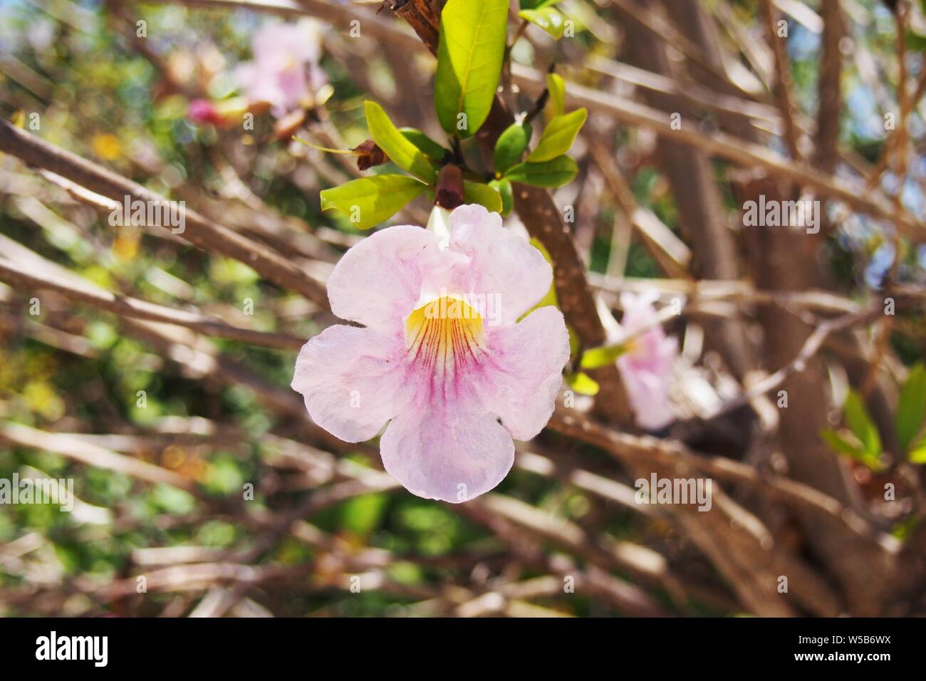 White cedar (Tabebuia heterophylla) blooms, the national flower and ...