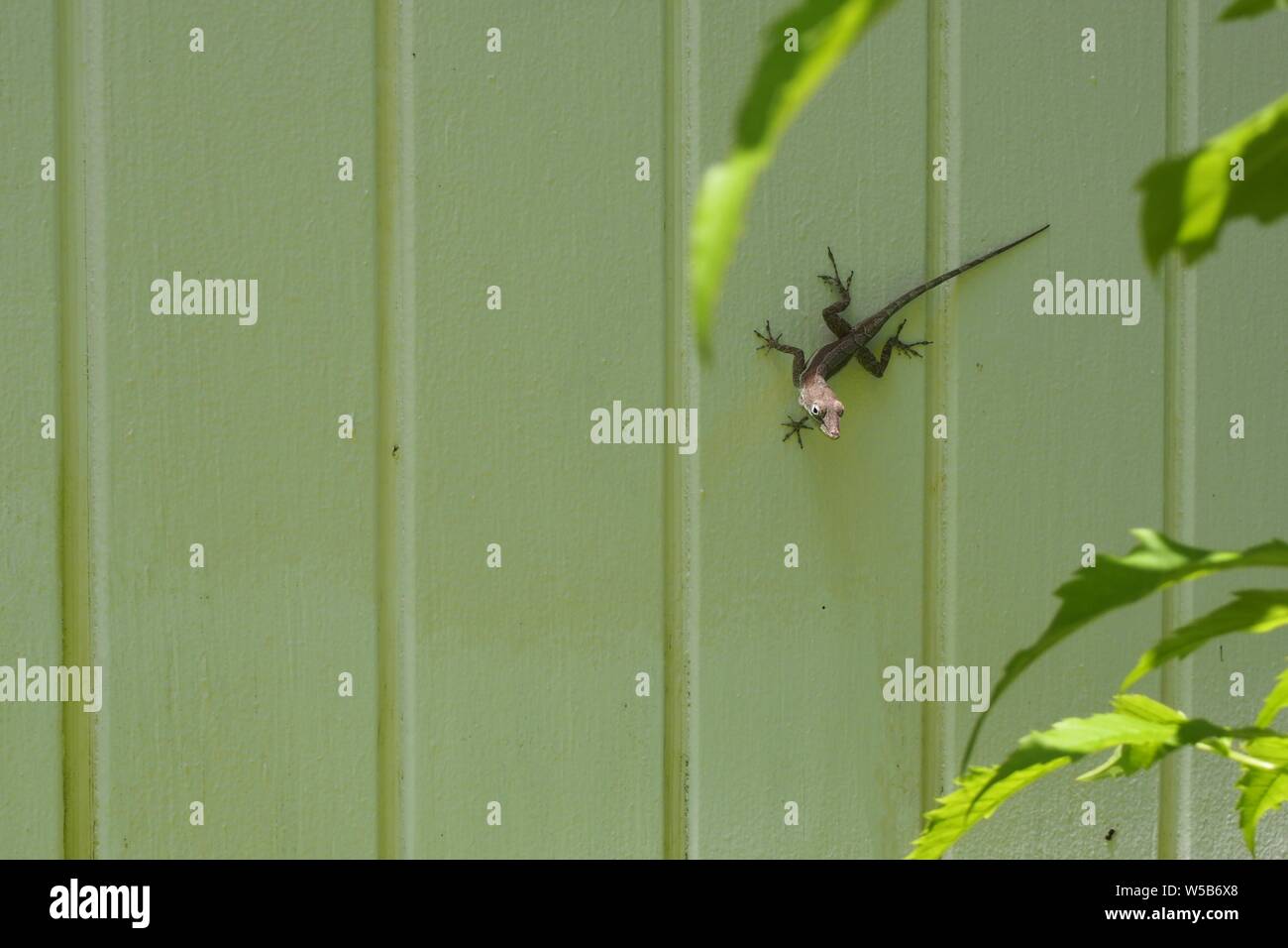 Shy Anguilla Bank Tree Lizard (Anolis gingivinus), glimpsed through ...