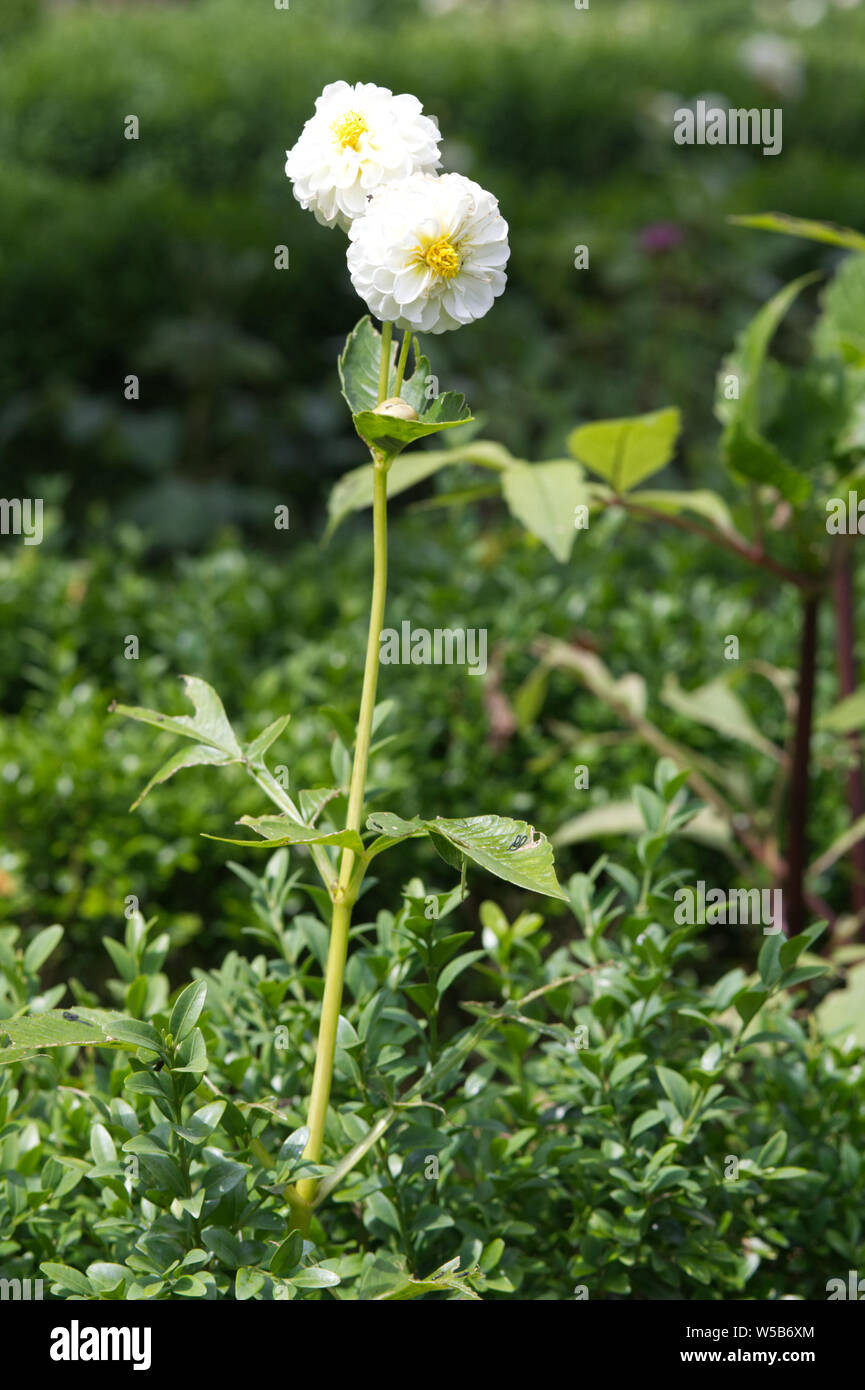 White Portulaca Grandiflora Stock Photo - Alamy