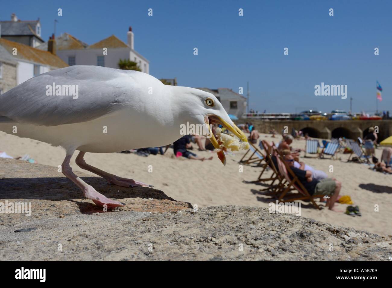 Aggressive seagull hi-res stock photography and images - Alamy