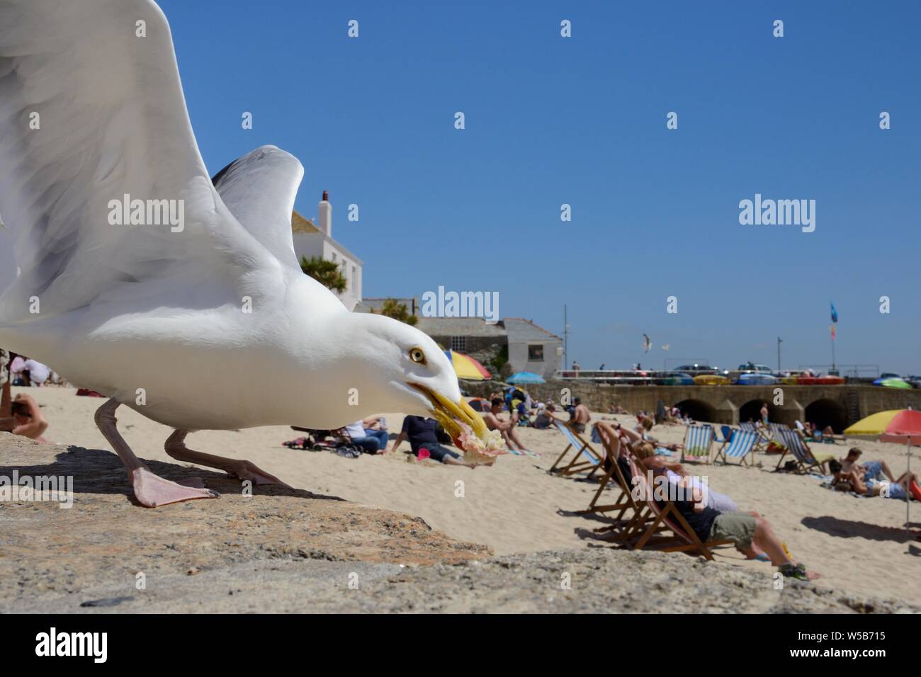 Aggressive seagull hi-res stock photography and images - Alamy
