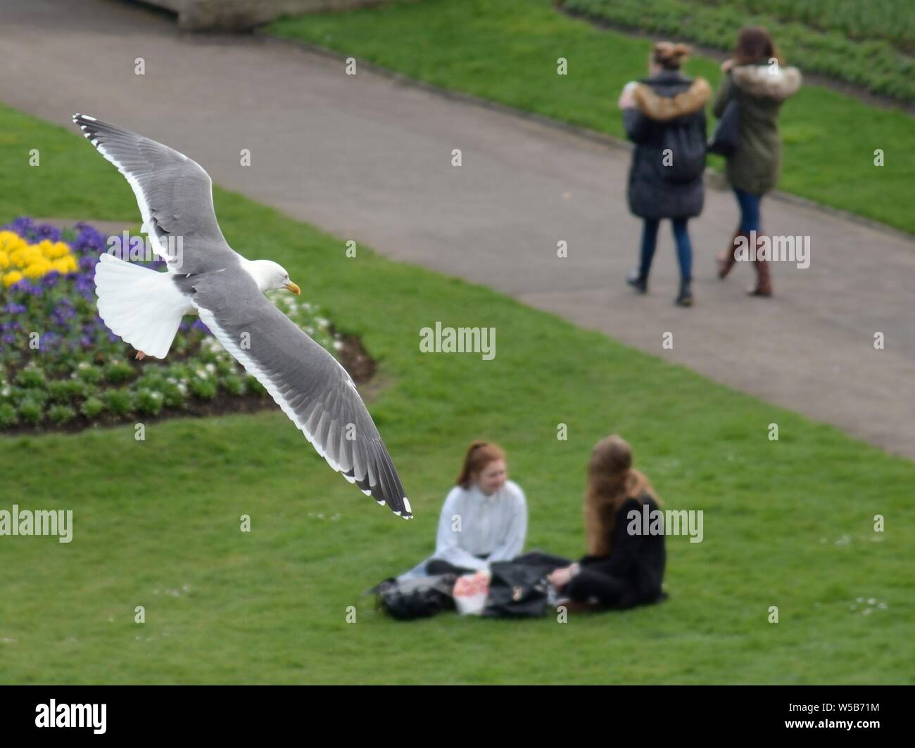 Aggressive seagull hi-res stock photography and images - Alamy