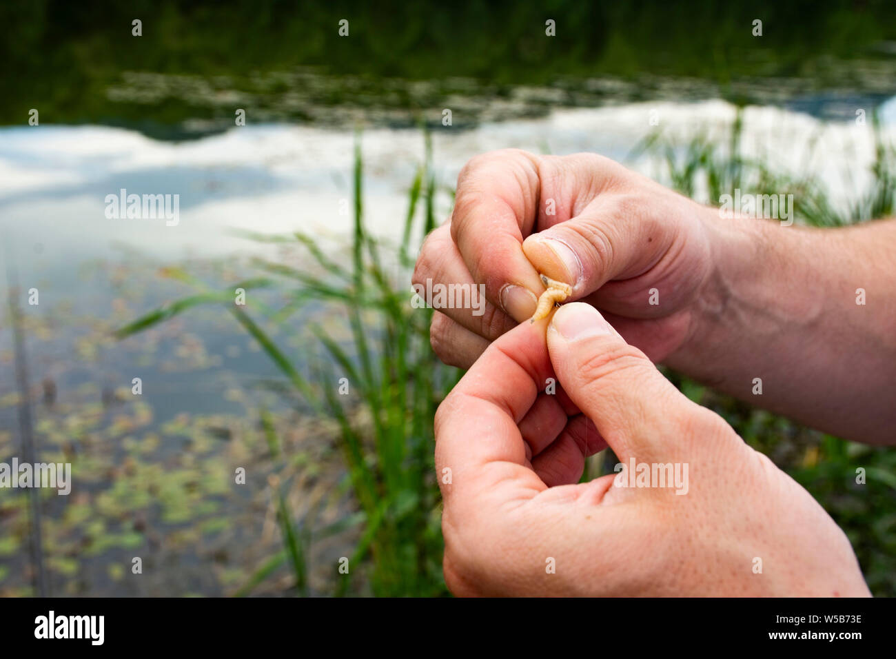 A fishing worm Stock Photo - Alamy