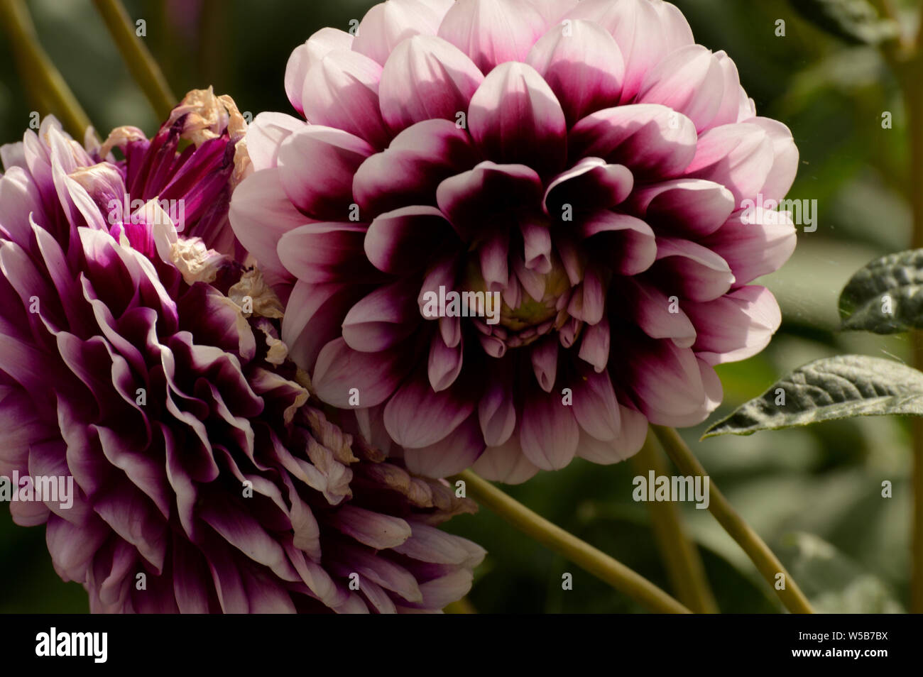 Purple dahila hi-res stock photography and images - Alamy