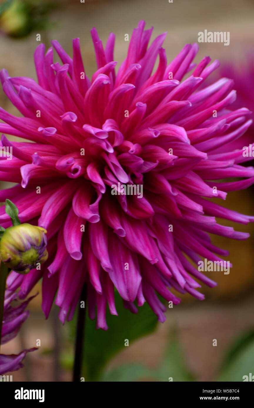Purple dahila hi-res stock photography and images - Alamy
