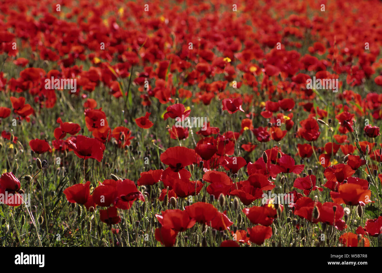 Wildflowers of greece hi-res stock photography and images - Alamy