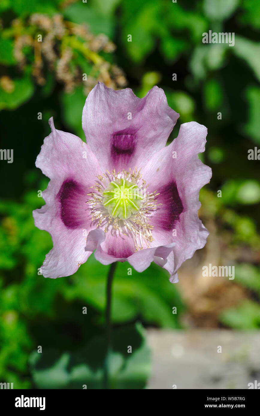 Purple poppy flower hi-res stock photography and images - Alamy