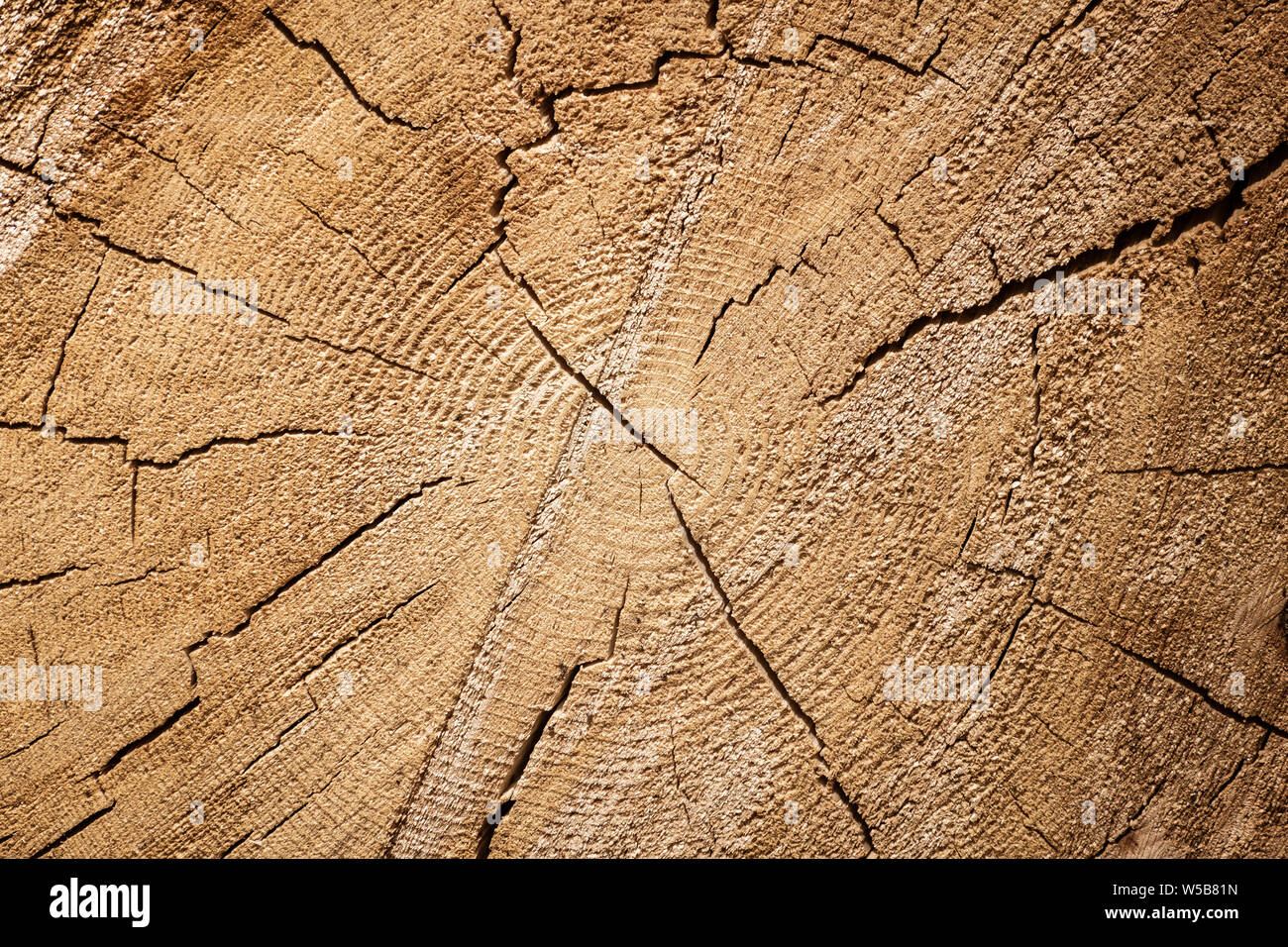 Cross section in a large pine tree, Yosemite National Park, California ...
