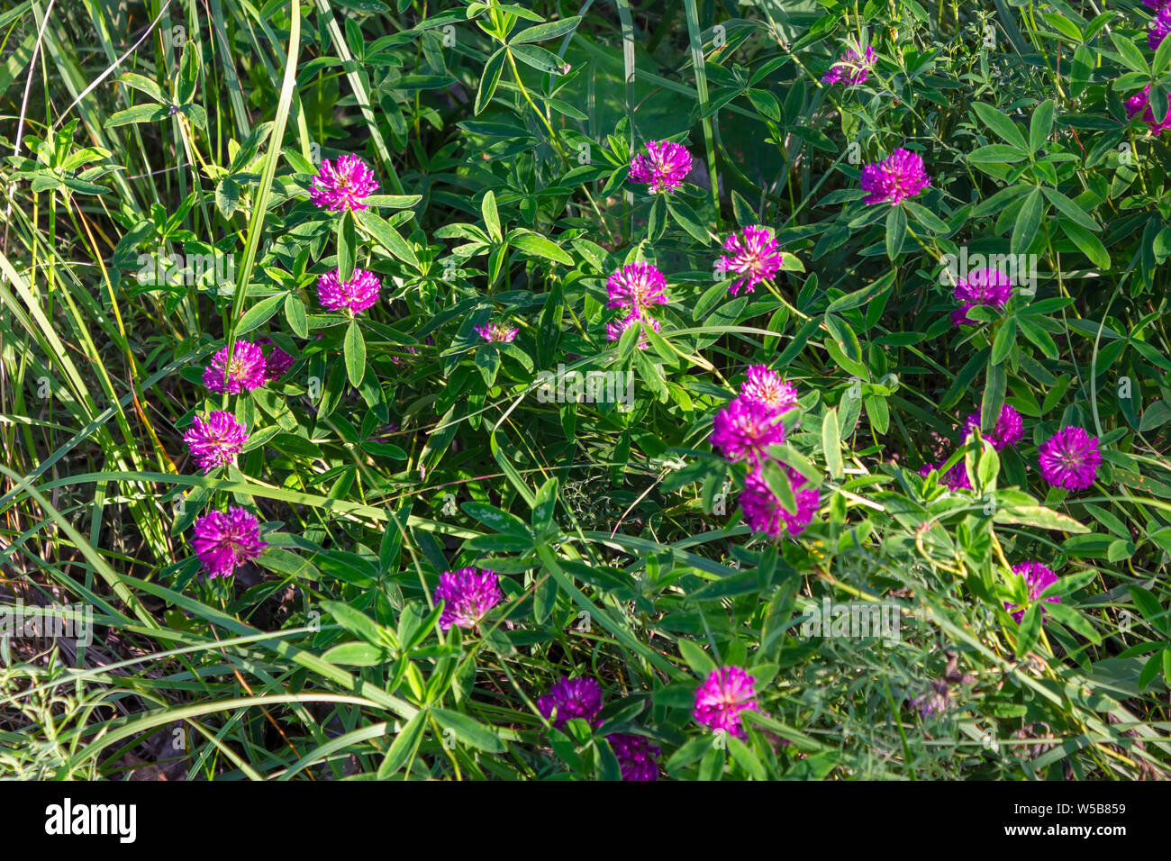 Blooming clover purple shade. Clover grows in a clearing and is ...