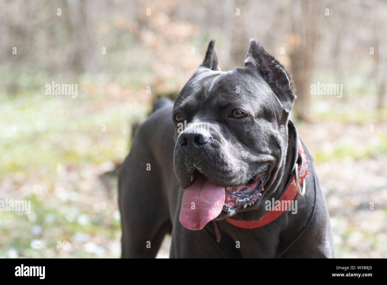 Cane corso italiano walking outdoor portrait in forest in red collar ...