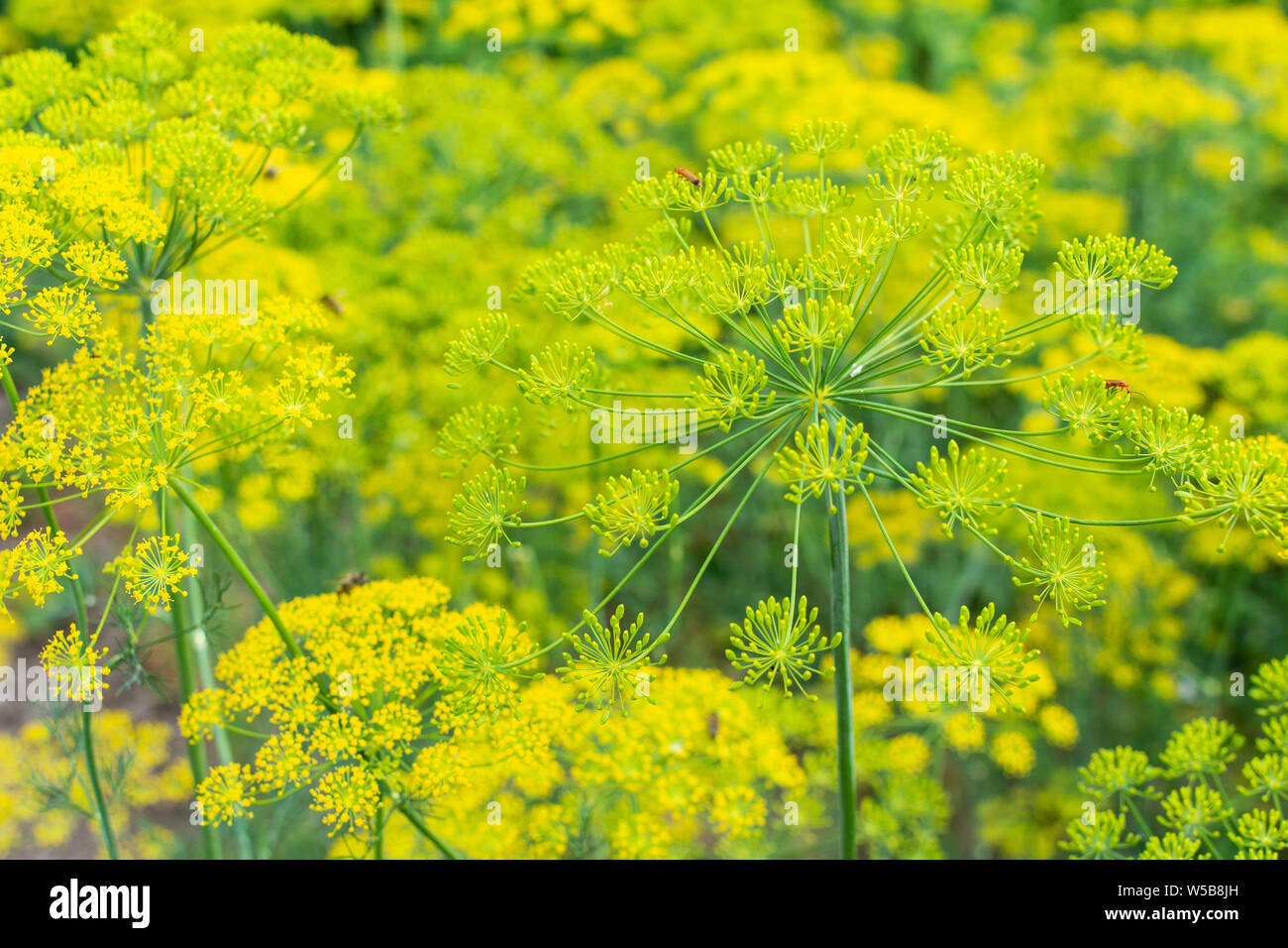Dill, a flowering garden plant, natural background Stock Photo - Alamy