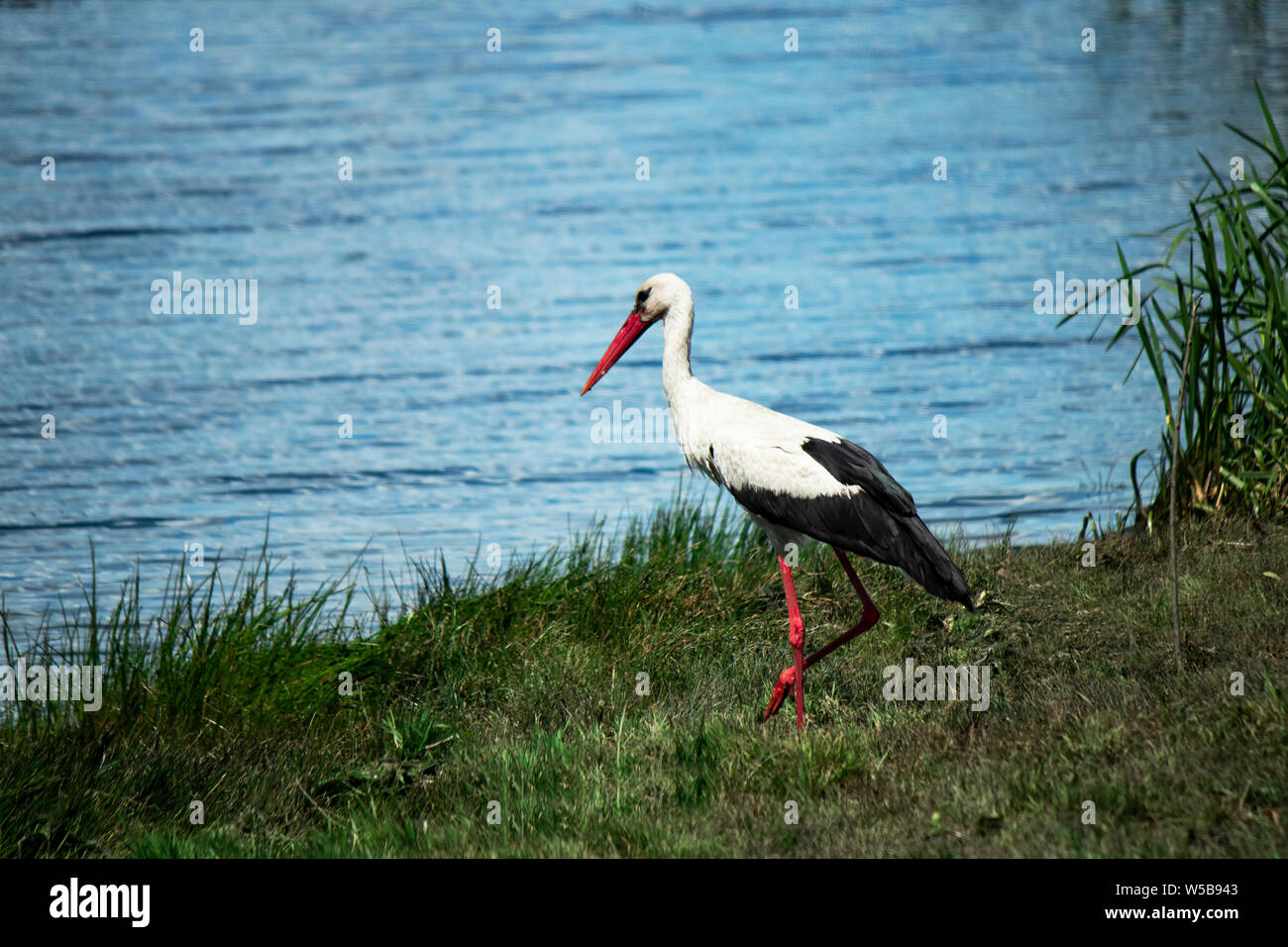 A beautiful white stork with black wings and a long neck and a long red ...